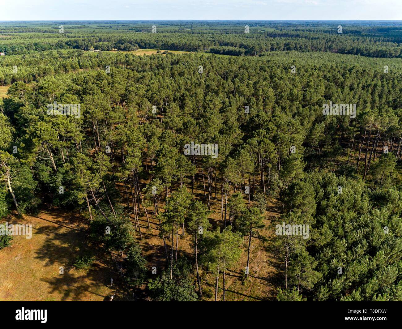 The landes de gascogne regional park hi-res stock photography and ...