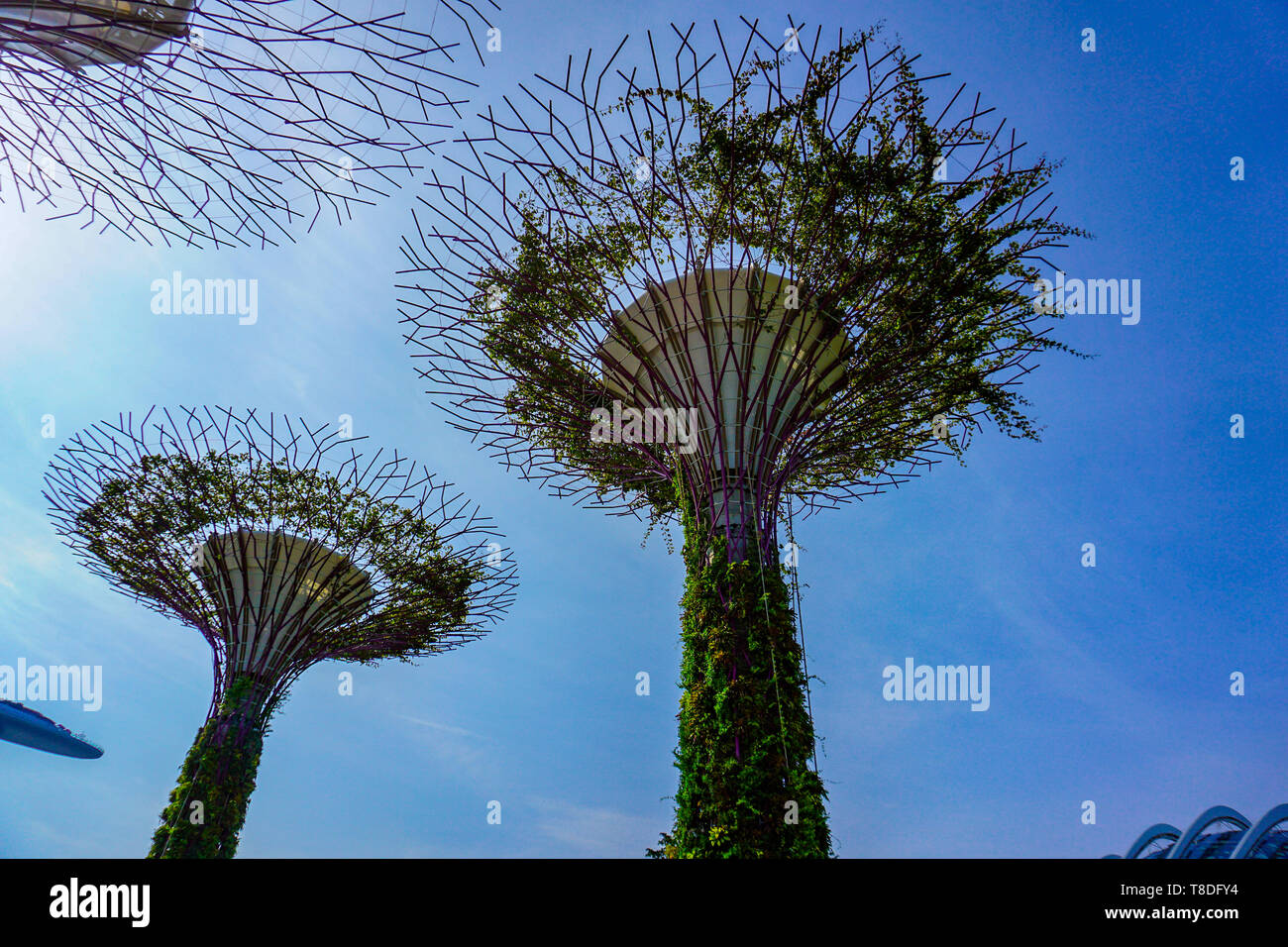 Singapore Supertrees in garden by the bay at Bay South Singapore Stock ...