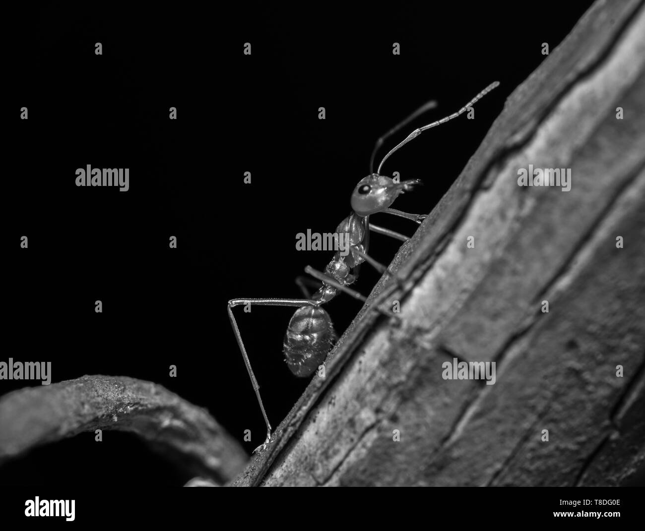 Ant worker hi-res stock photography and images - Alamy