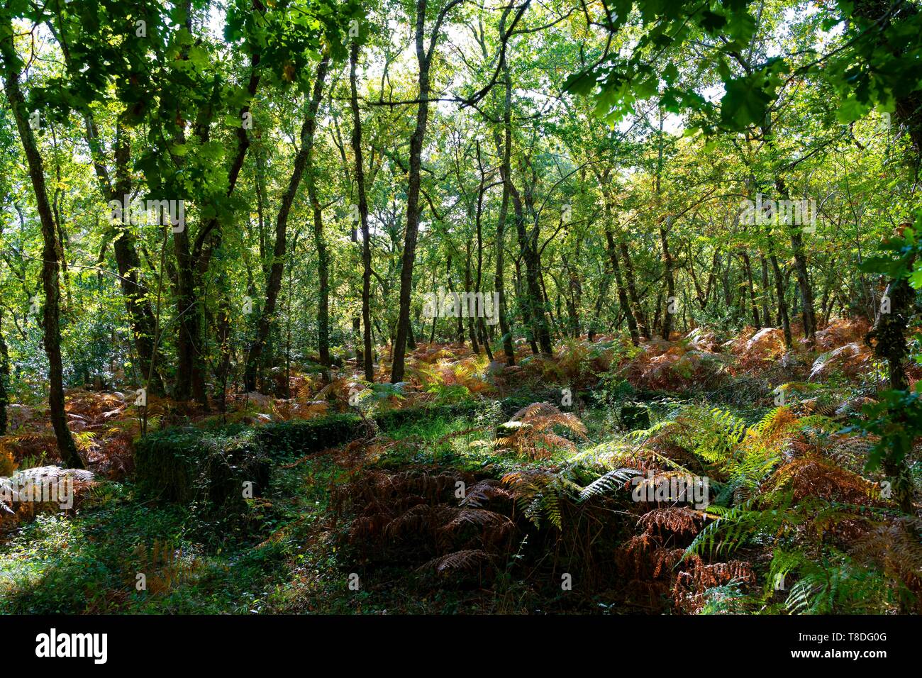 Landes de gascogne regional natural park hi-res stock photography and ...
