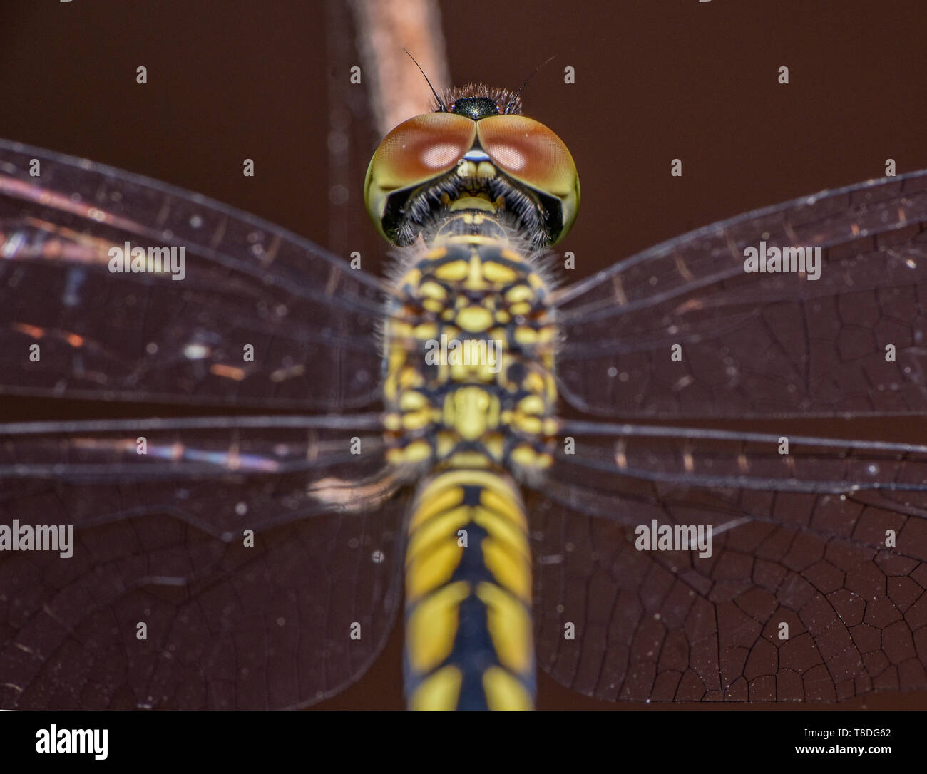 Dragon fly drawing hi-res stock photography and images - Alamy