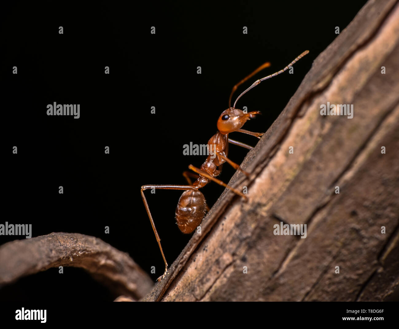 Very small ant hi-res stock photography and images - Alamy
