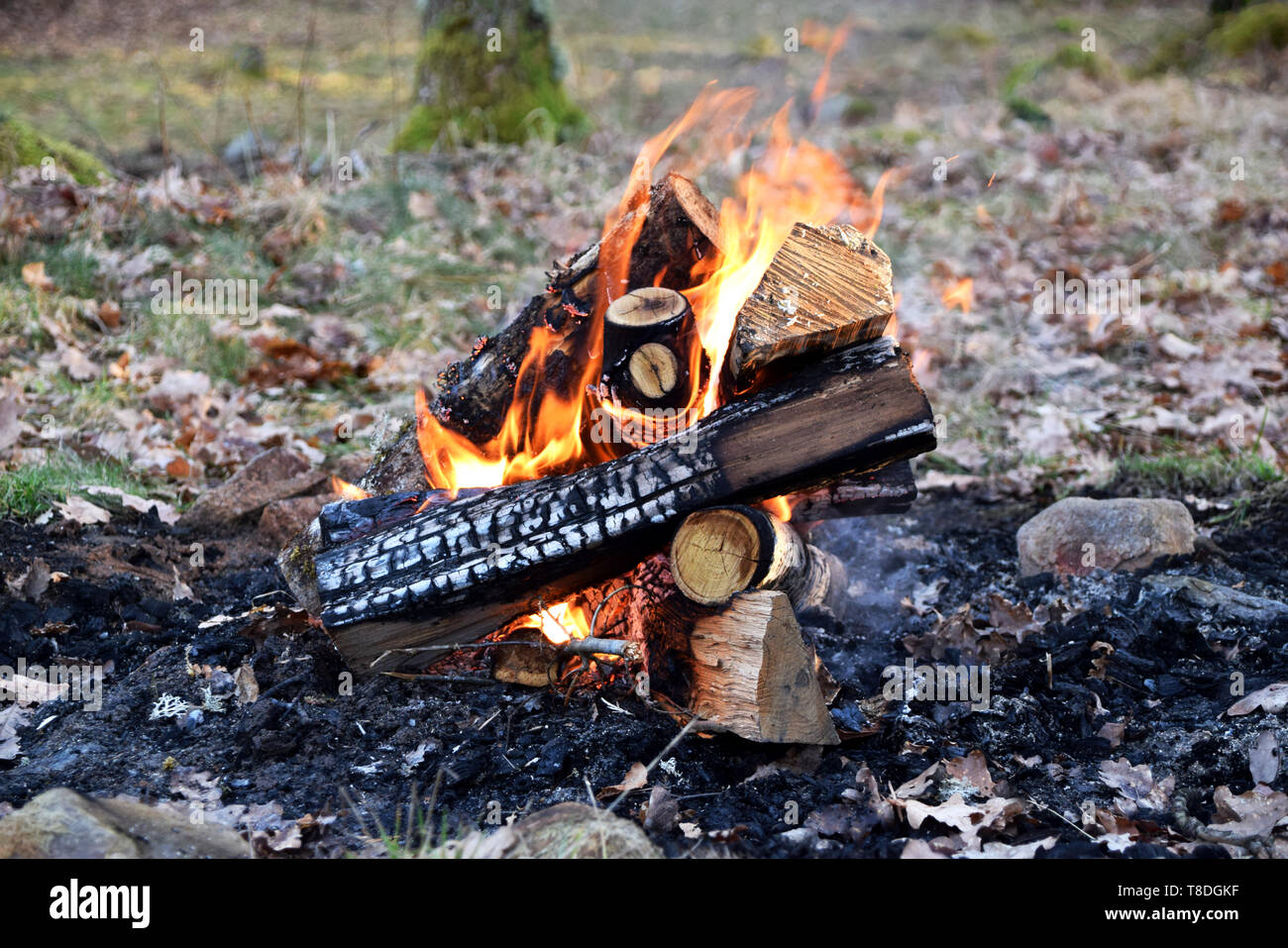 Open bonfire in the forest. Drought in the country or region may cause ...