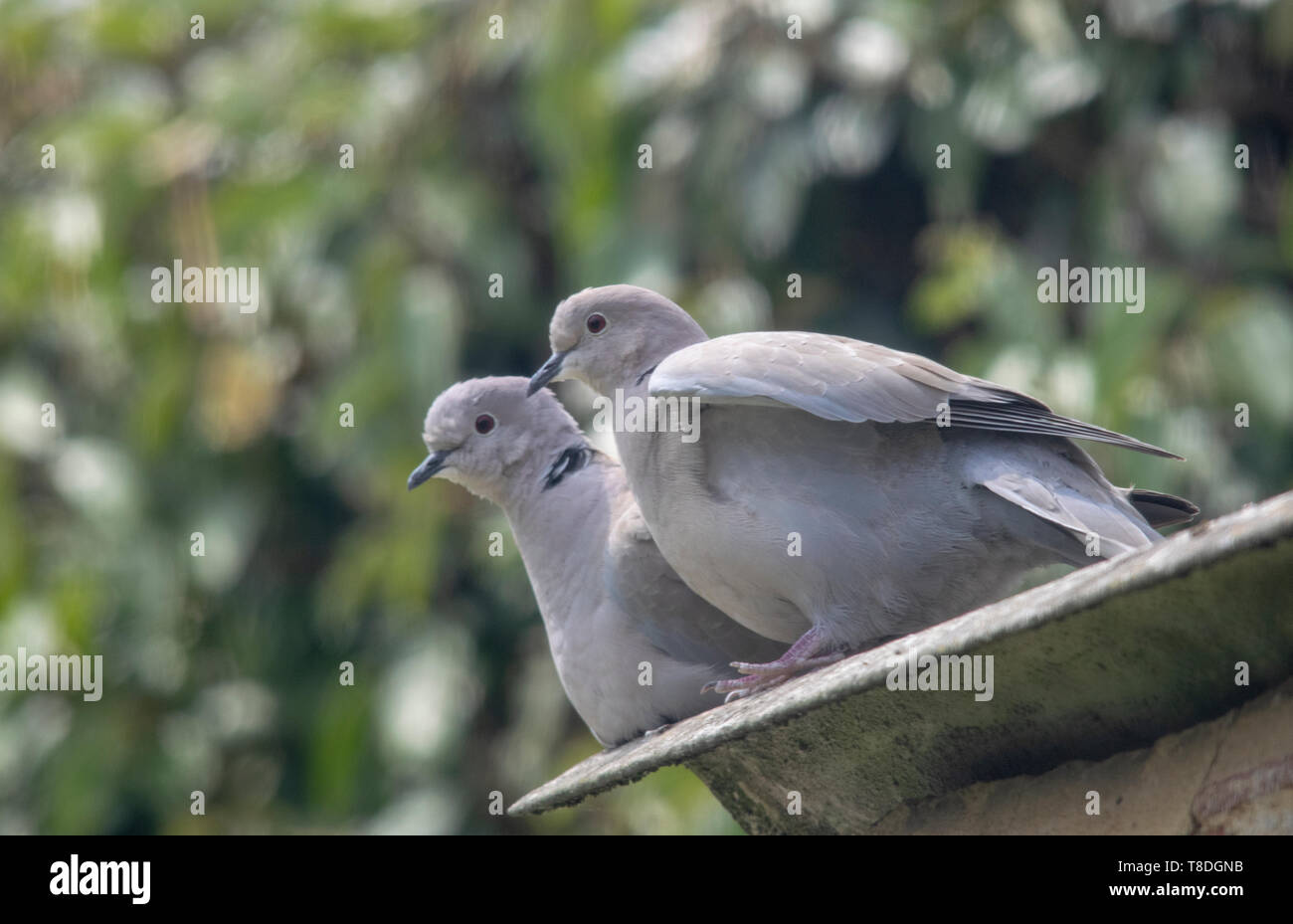 Collared doves hi-res stock photography and images - Alamy