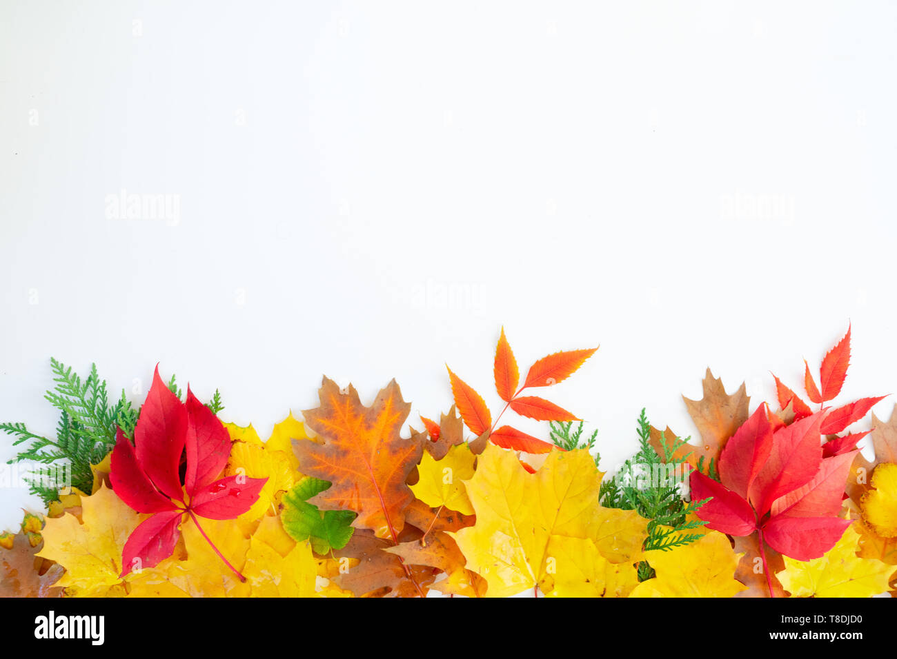 Natural fall leaves background Stock Photo - Alamy