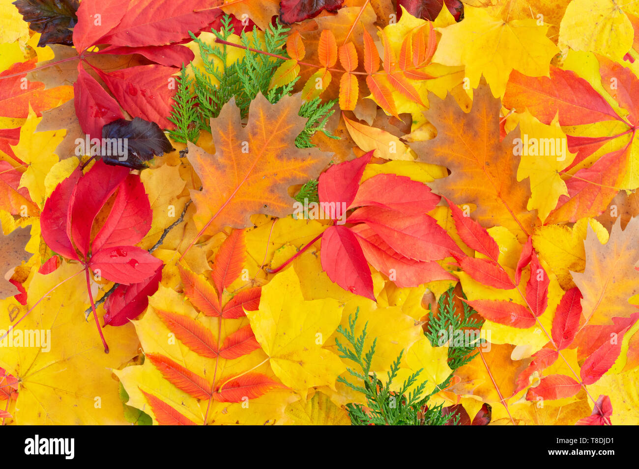 Natural fall leaves background Stock Photo - Alamy