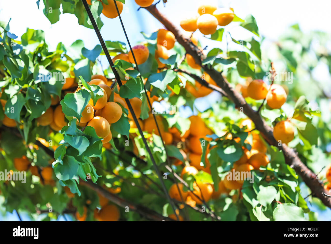 Ripe fresh apricots on branches hi-res stock photography and images - Alamy