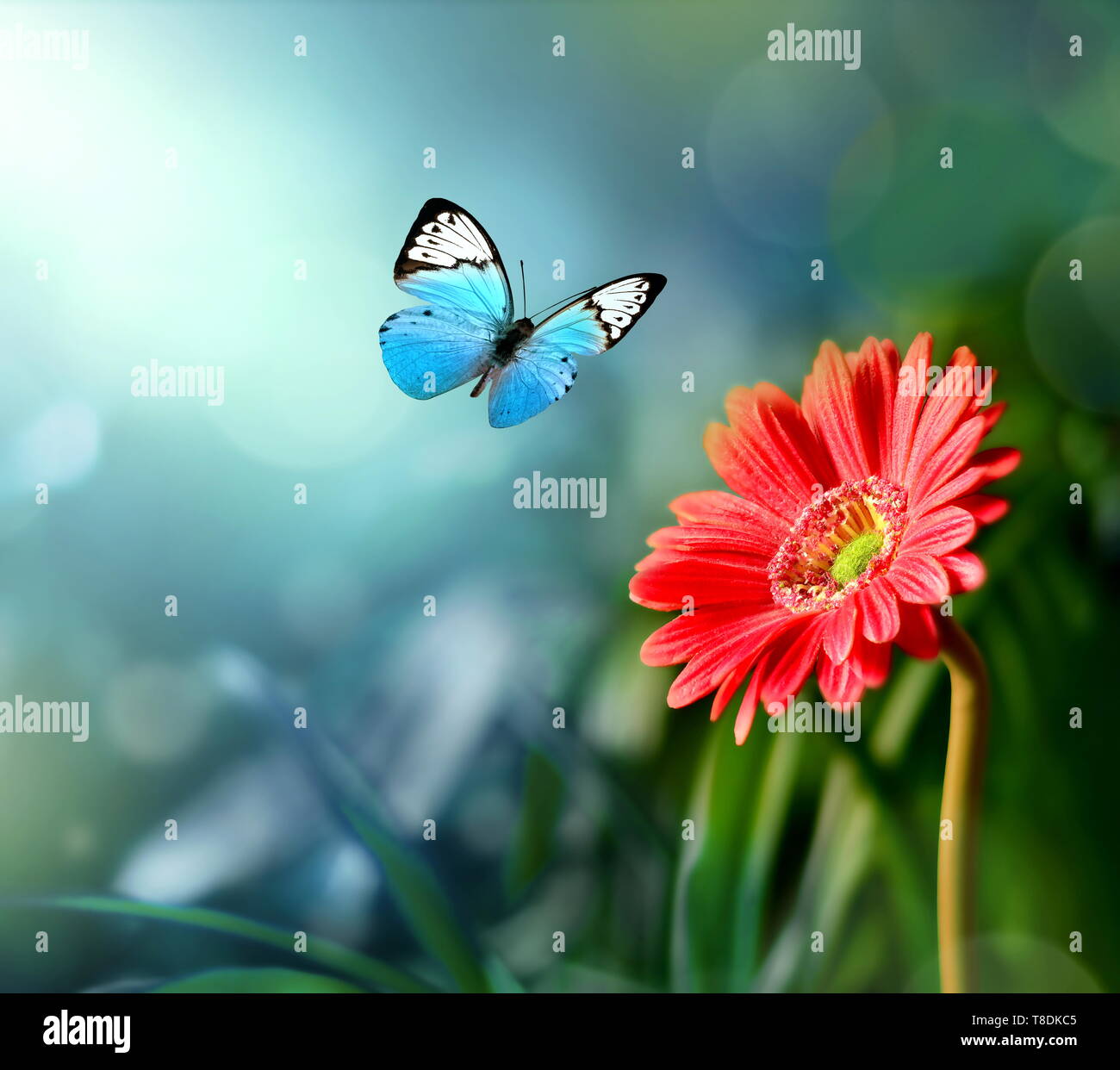 Gerbera with blur shiny background. Nature background Stock Photo - Alamy
