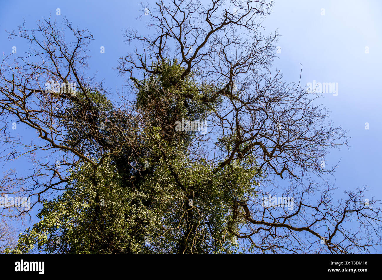 Old trees, gazebo and ruins of old chapel in English park of baroque ...