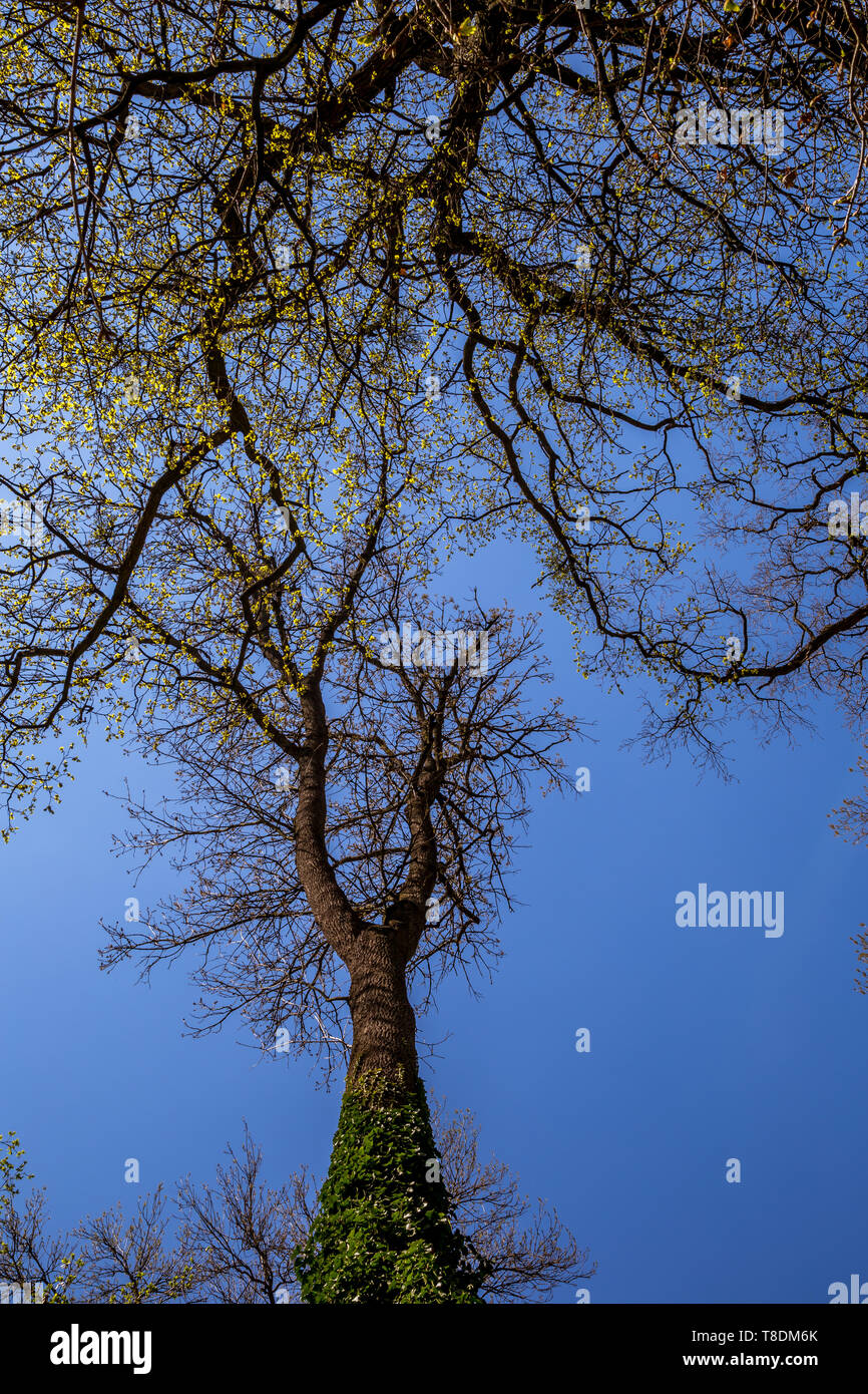 Old trees, gazebo and ruins of old chapel in English park of baroque ...