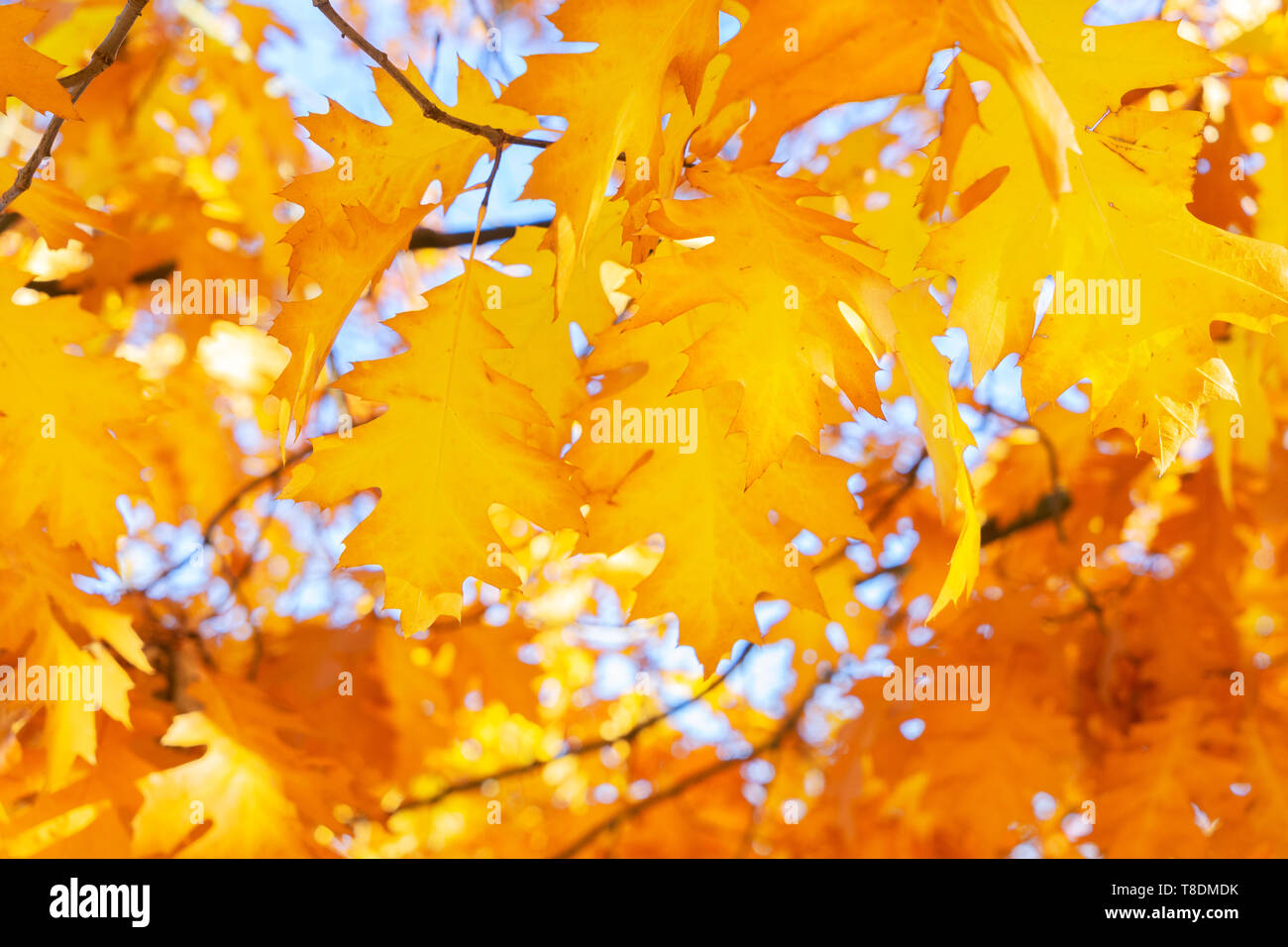 fall maple leaves Stock Photo - Alamy