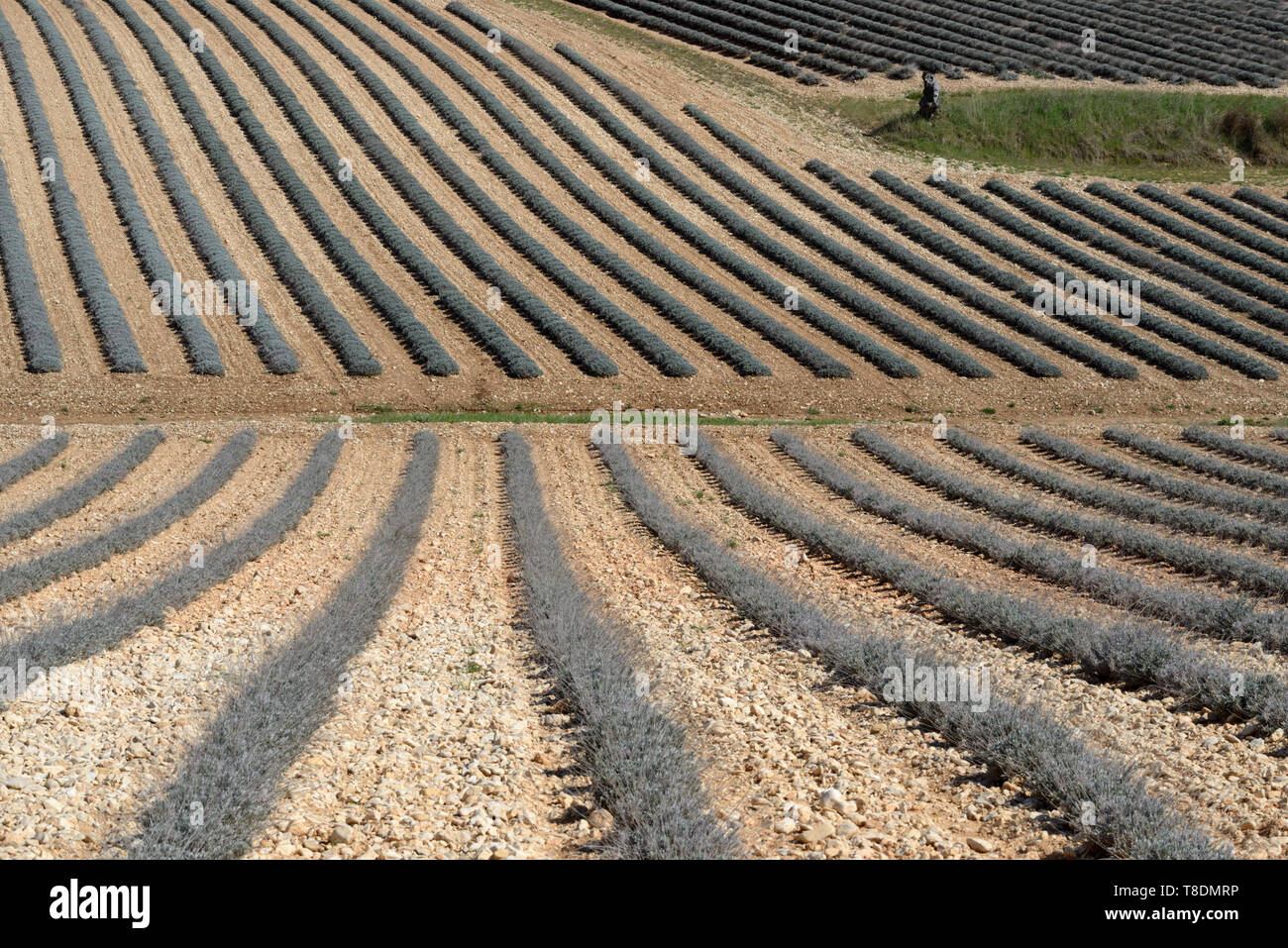 Field fields pattern hi-res stock photography and images - Alamy