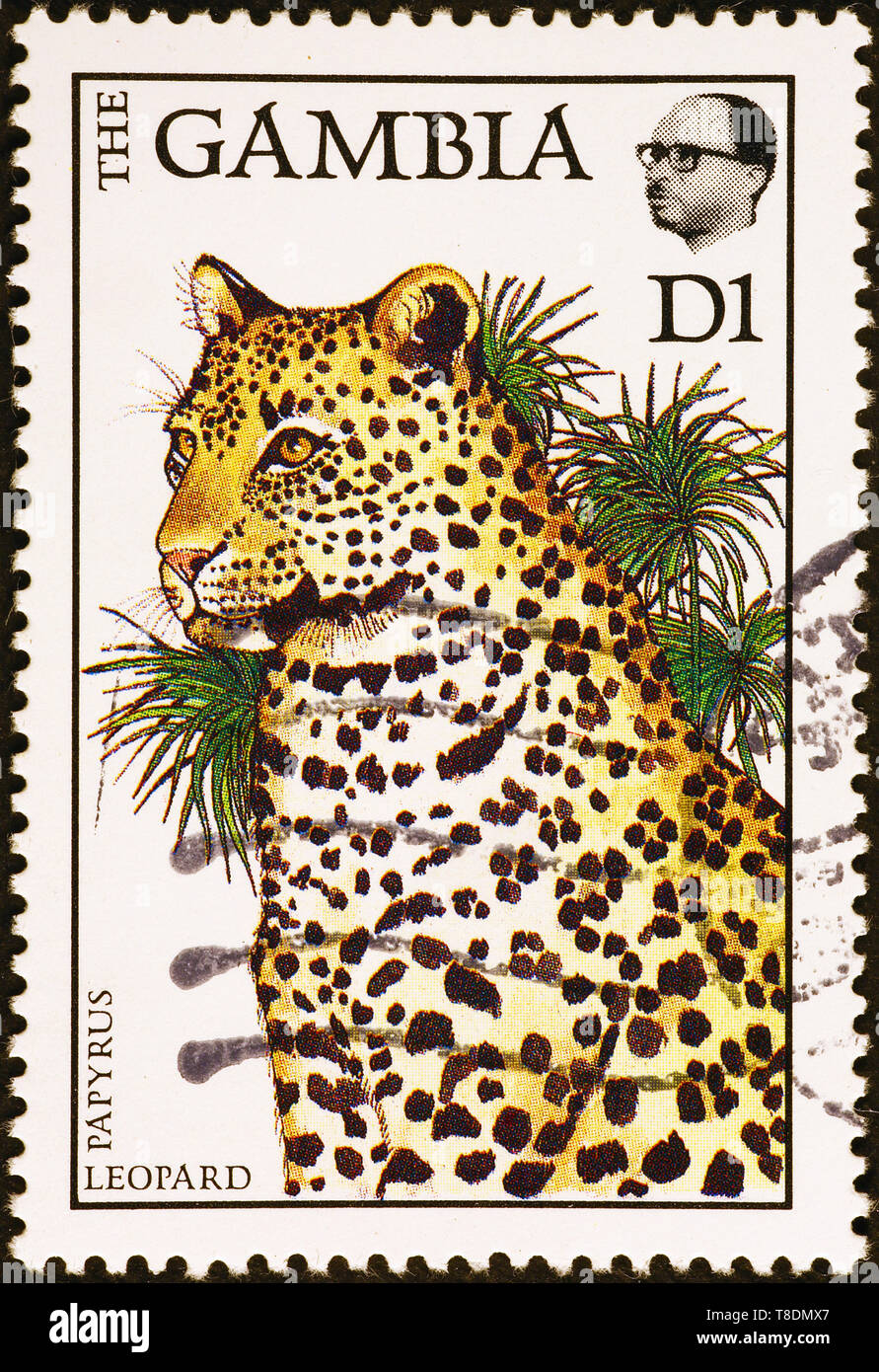 Leopard on postage stamp of Gambia Stock Photo - Alamy