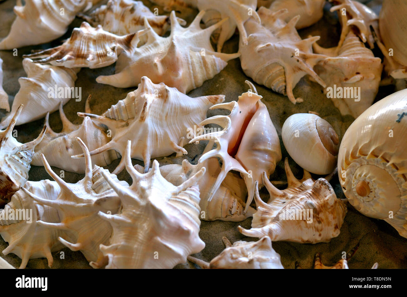 Many snails in fine sand Stock Photo - Alamy