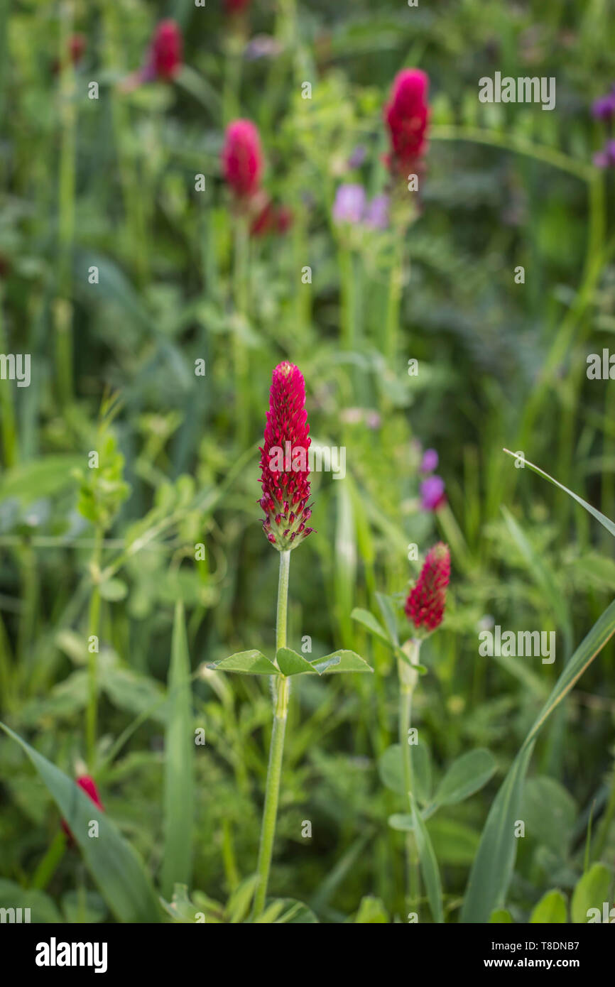 Red clover trifolium incarnatum hi-res stock photography and images - Alamy
