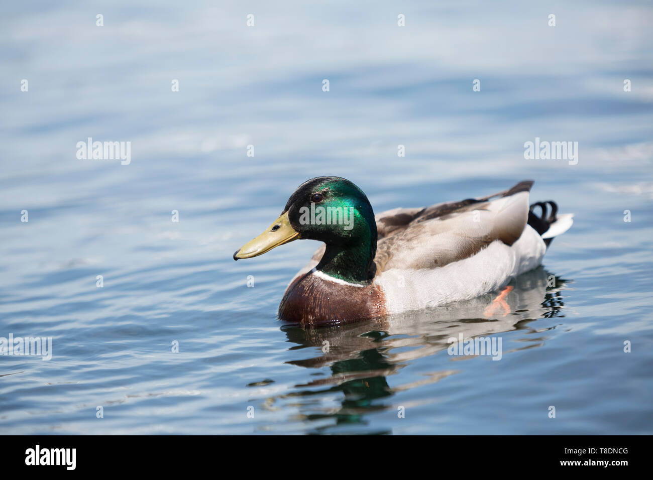 Seattle, Washington: Mallard floats in Lake Union on a hot spring day ...