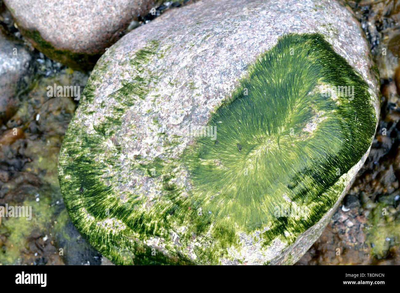 Beach stone covered with green algae hi-res stock photography and ...