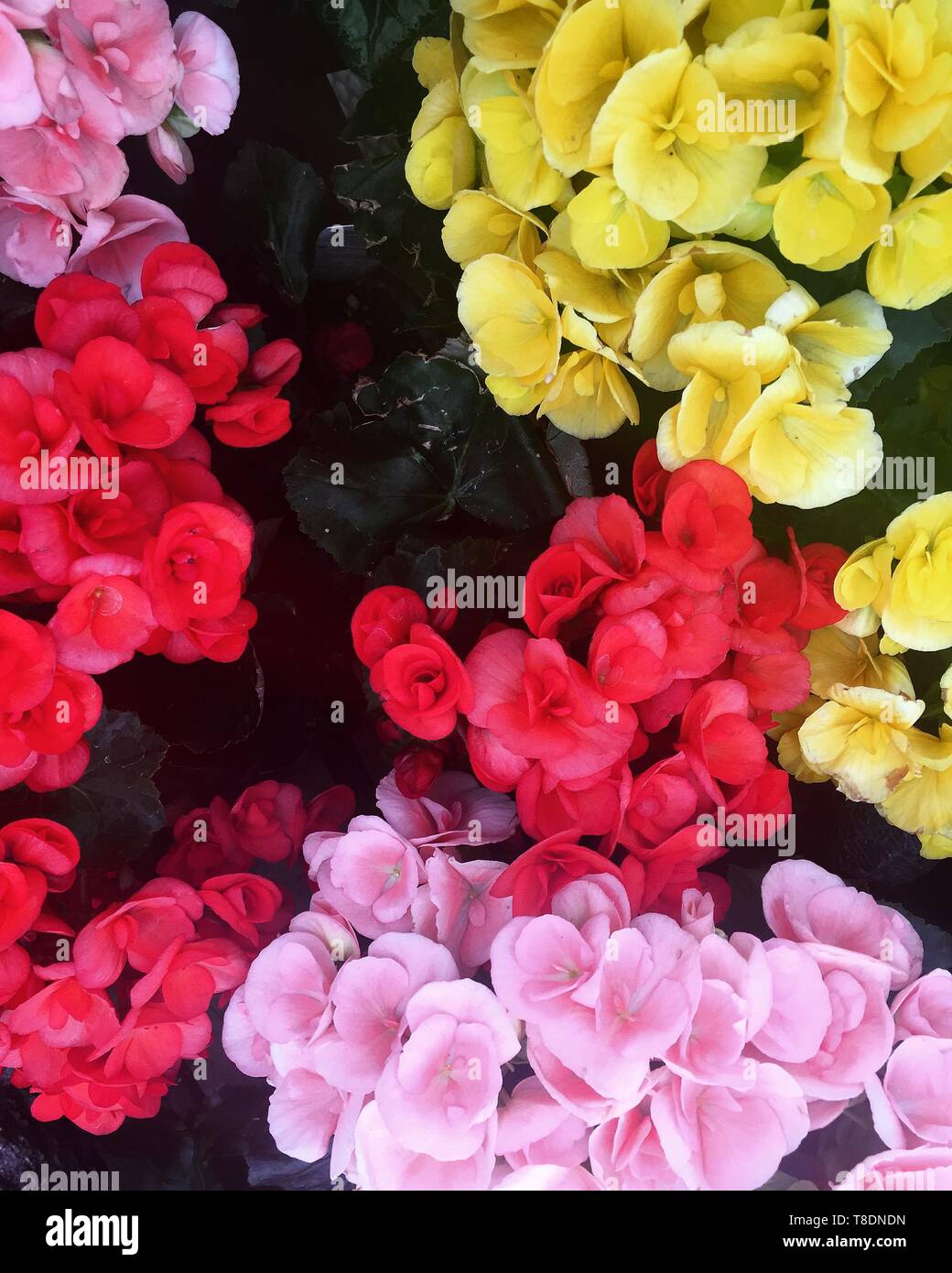 Pink with yellow flower hi-res stock photography and images - Alamy