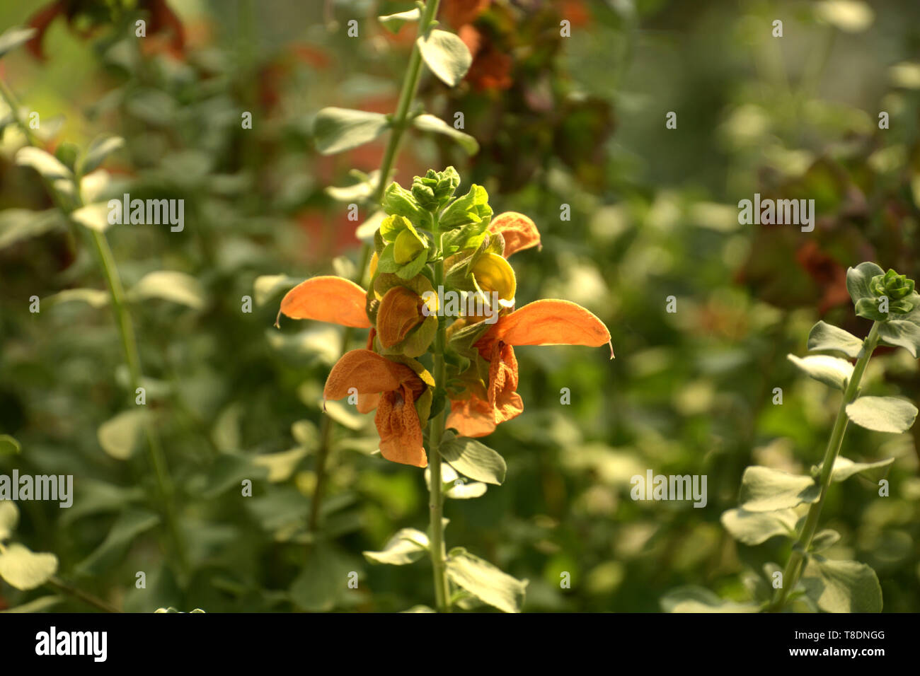 salvia repens orange colored flowers in a glass house in late spring ...