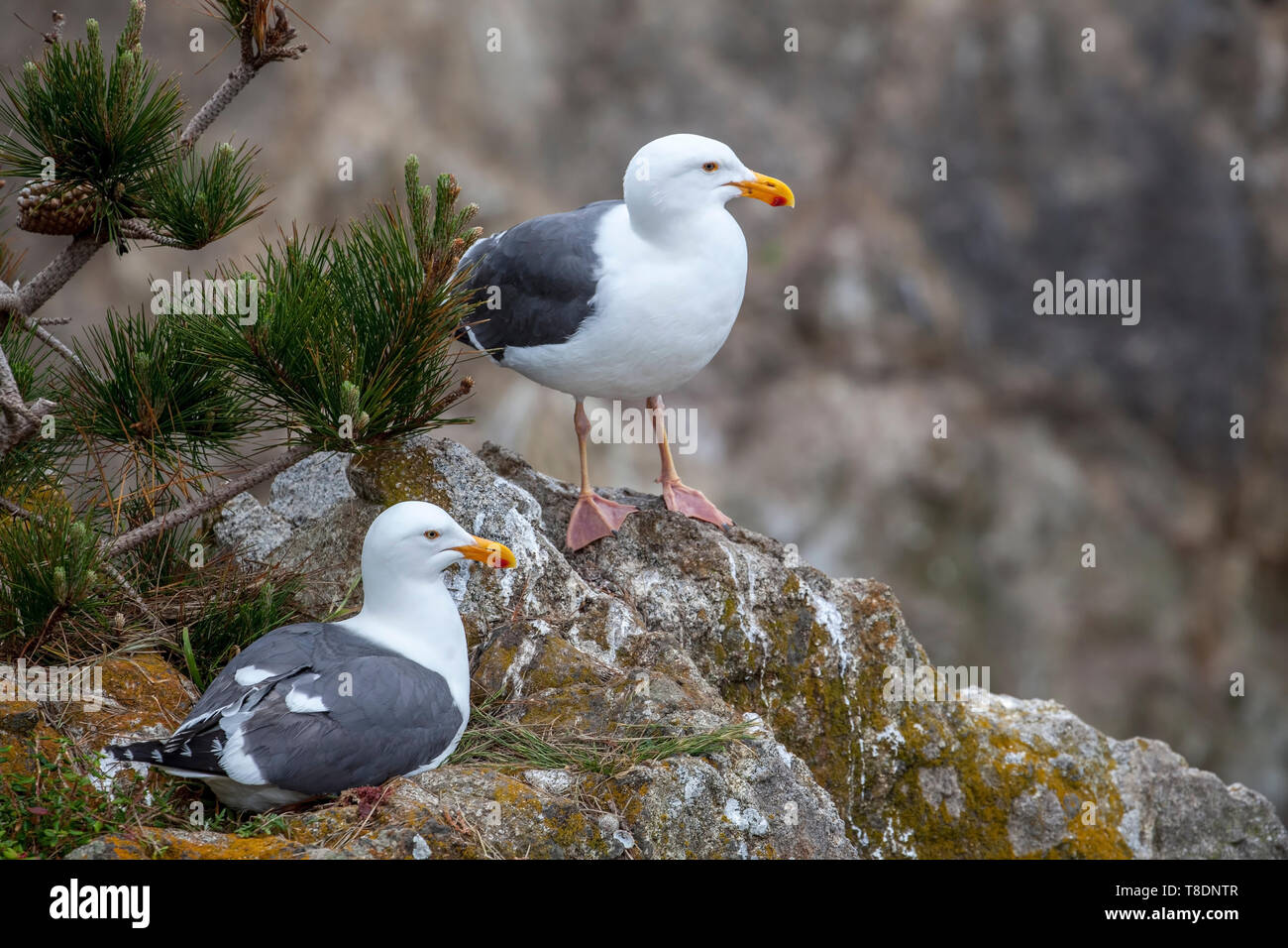 Western gulls hi-res stock photography and images - Alamy