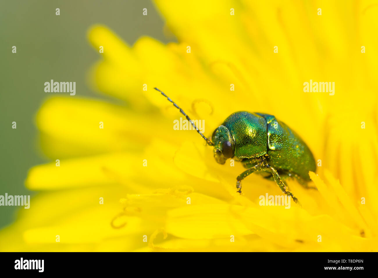 Metallic green bug hi-res stock photography and images - Alamy