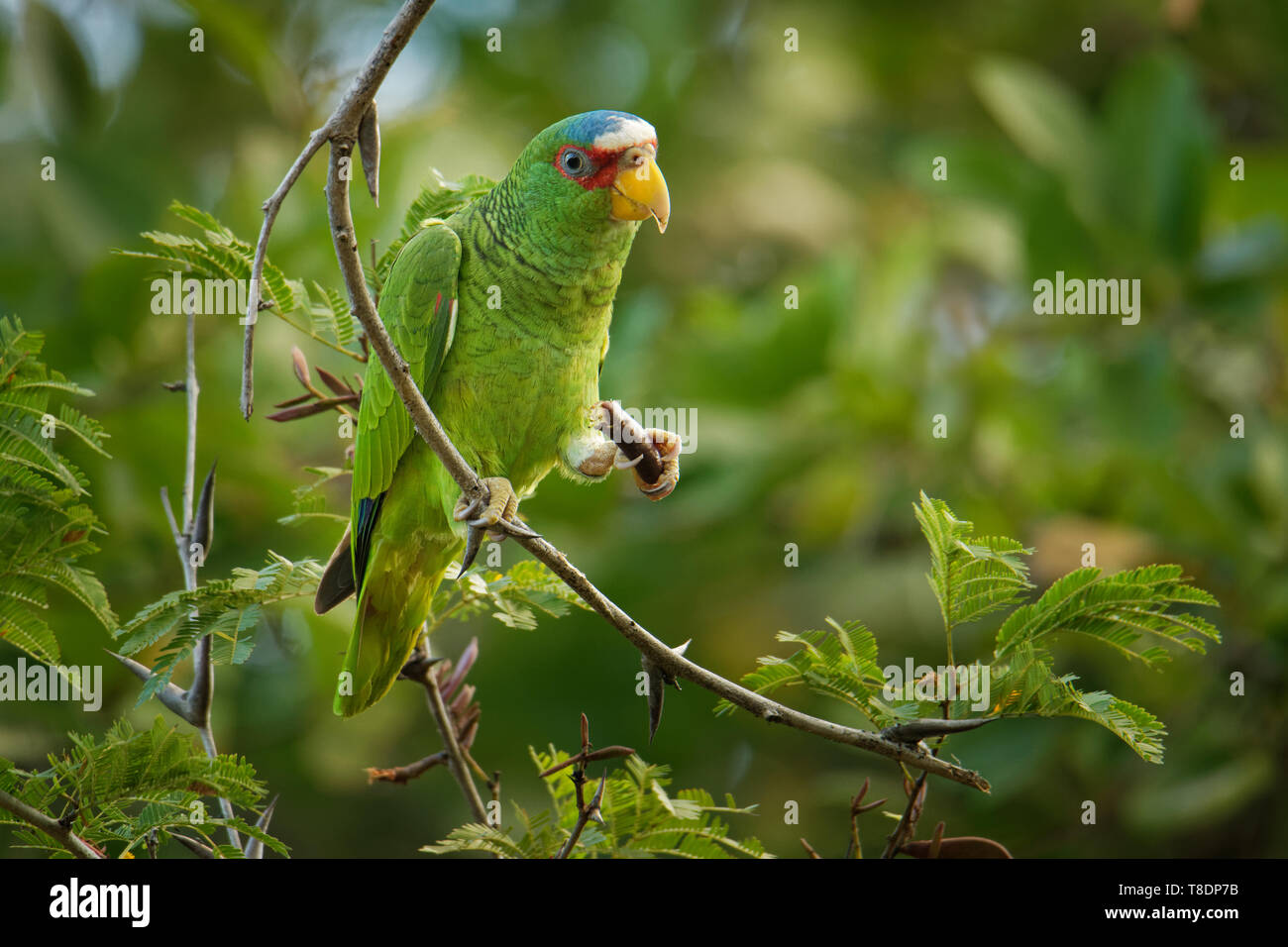 White Fronted Amazon