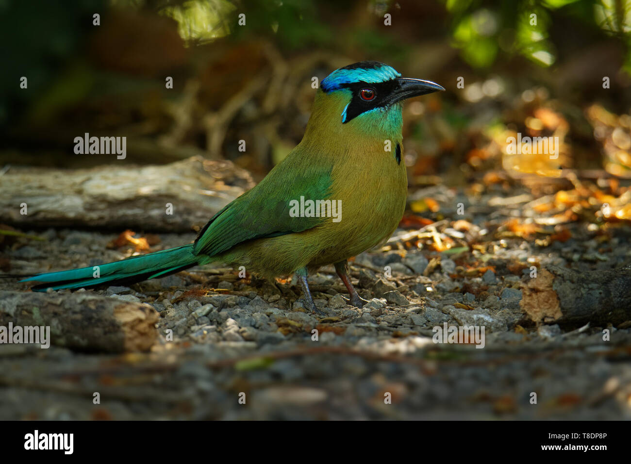Lessons motmot momotus lessonii hi-res stock photography and images - Alamy