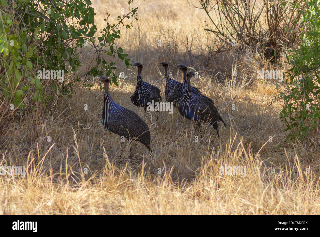 Agelastes meleagrides hi-res stock photography and images - Alamy