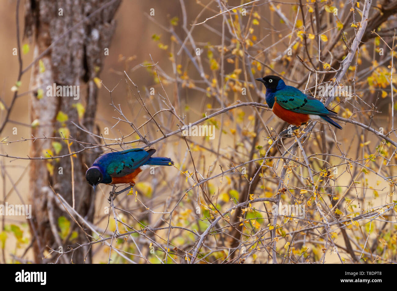 Superb starling two 2 Lamprotornis superbus Spreo superbus on tree ...