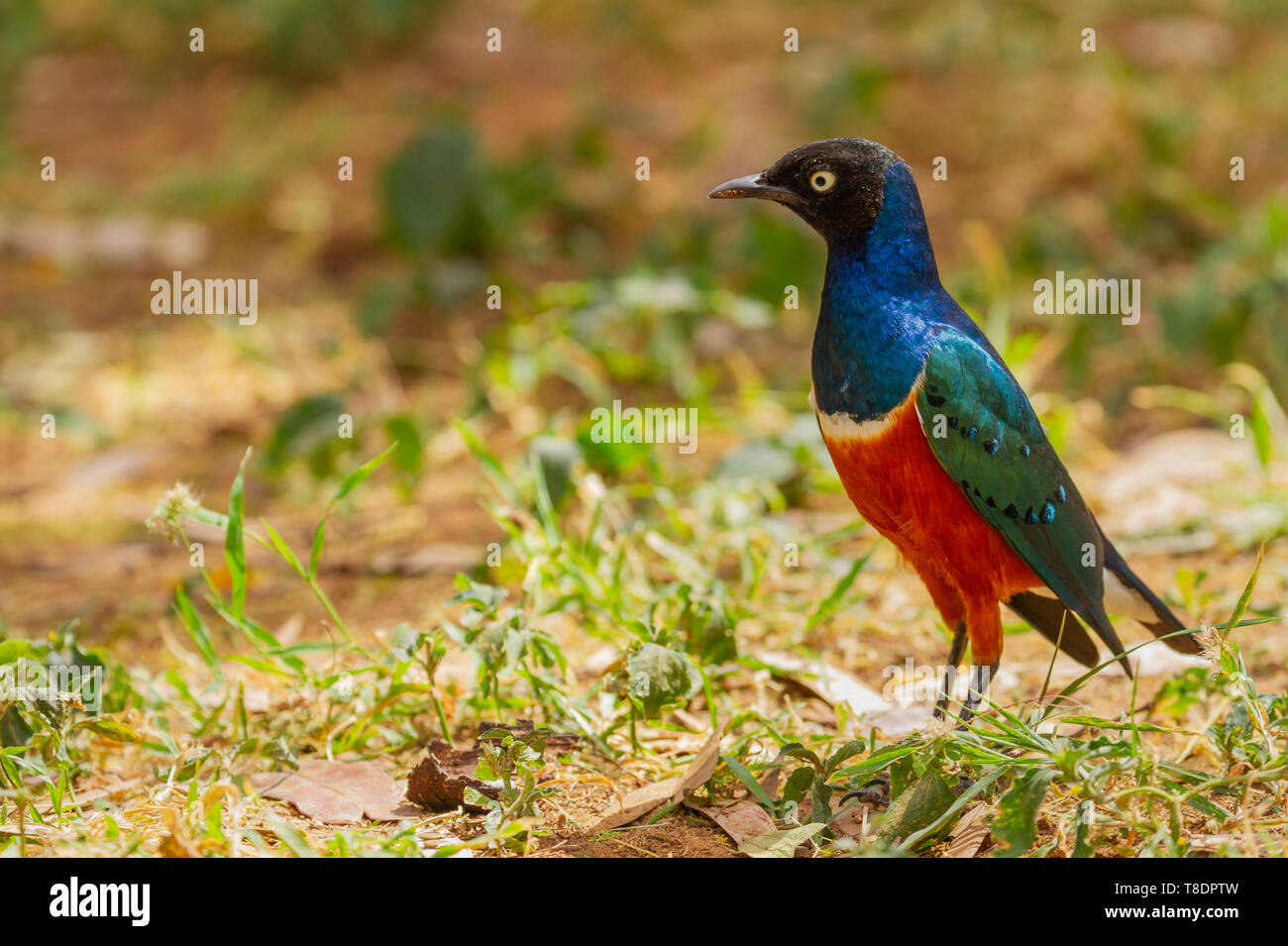 Superb starling Lamprotornis superbus Spreo superbus iridescent ...