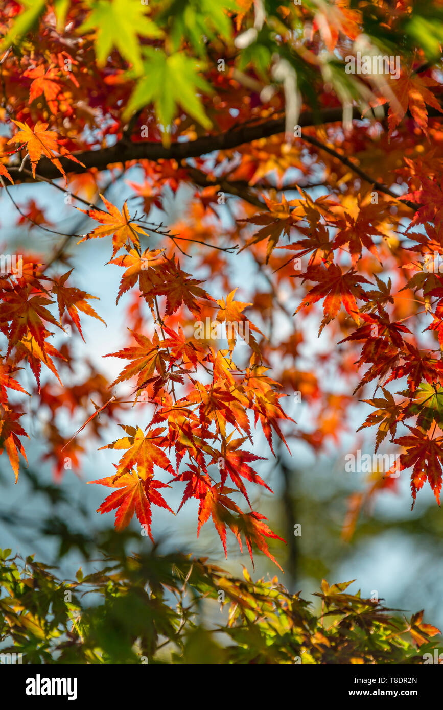 Red maple tree leaves in autumn, Hakone, Japan Stock Photo - Alamy