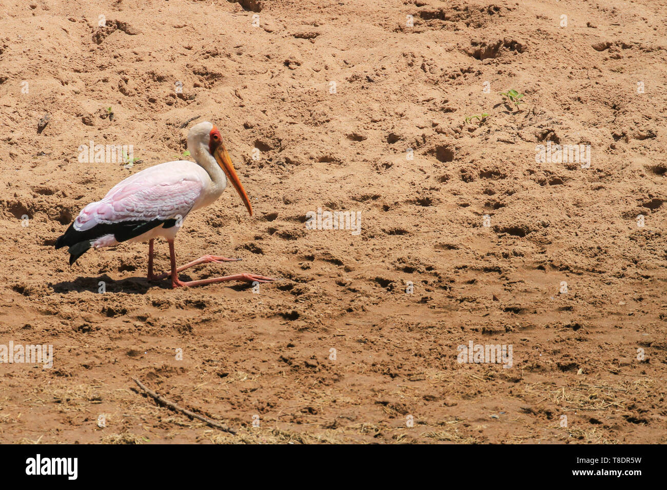 Yellow-billed stork, Mycteria ibis, profile with long yellow bill ...