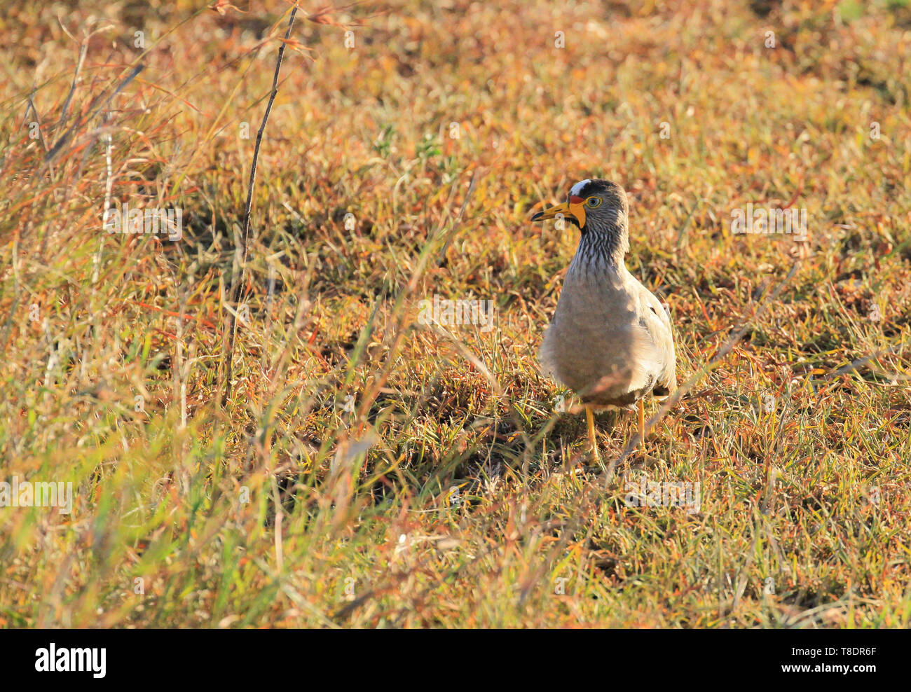 African wattled lapwing, Vanellus senegallus, face profile, in long ...