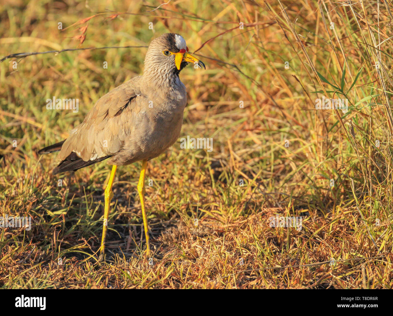 African wattled lapwing , Vanellus senegallus, walking in long grass ...