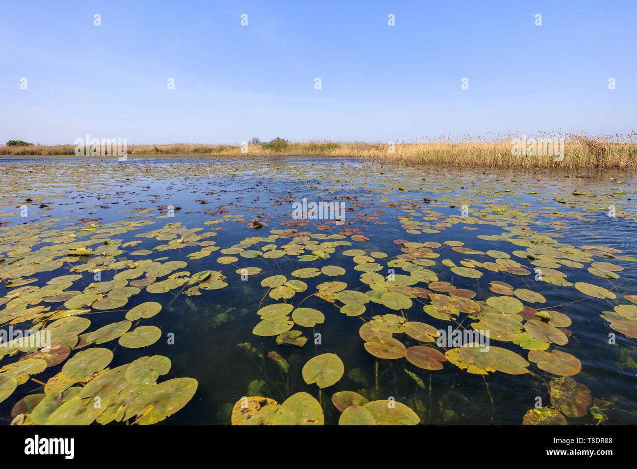 landscape in the Danube Delta, Romania, Europe Stock Photo - Alamy