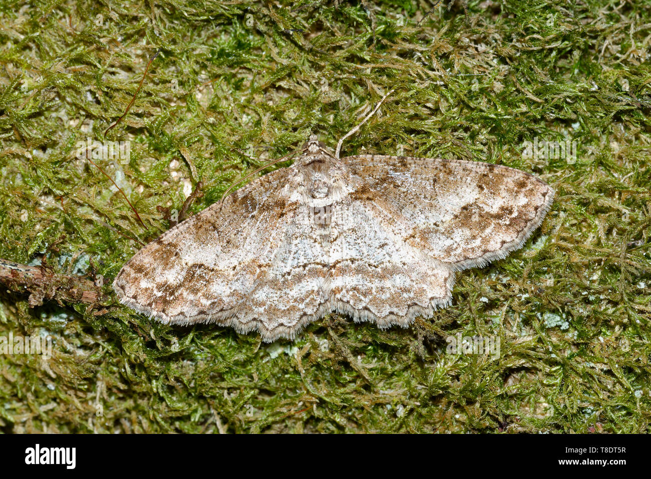 Mottled Beauty Moth - Alcis repandata resting on moss covered tree ...