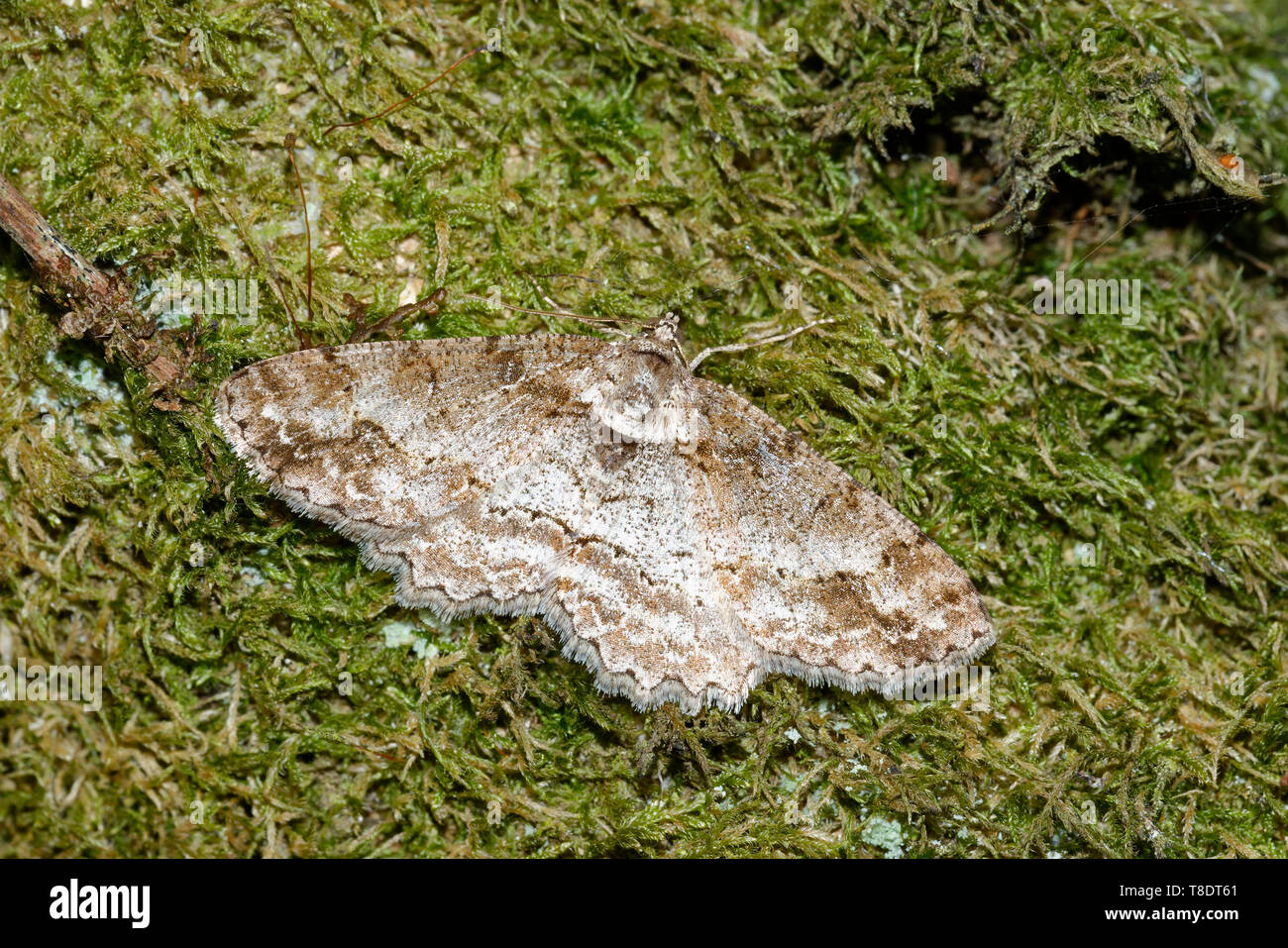 Mottled Beauty Moth - Alcis repandata resting on moss covered tree ...