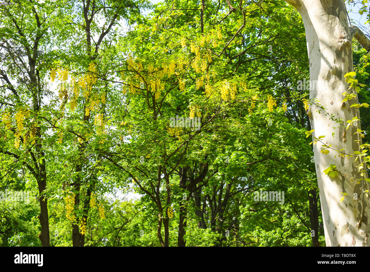 Acacia mimosa trees in flower hi-res stock photography and images - Alamy