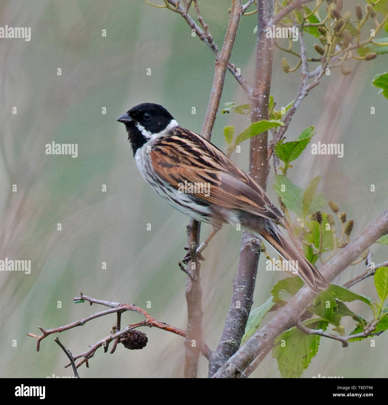 Bunting bird image hi-res stock photography and images - Alamy