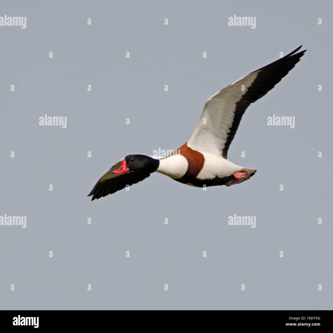 Shell duck hi-res stock photography and images - Alamy