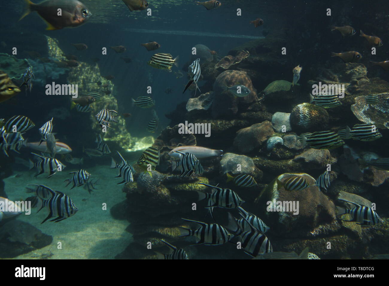 Ocean park aquarium western australia hi-res stock photography and ...