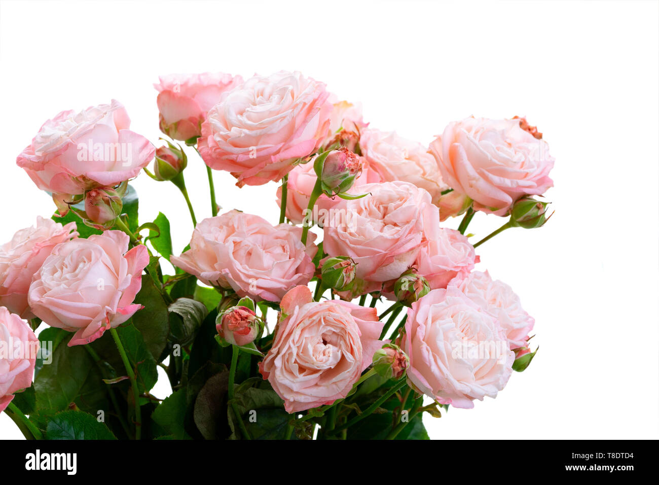 fresh rose flowers Stock Photo - Alamy