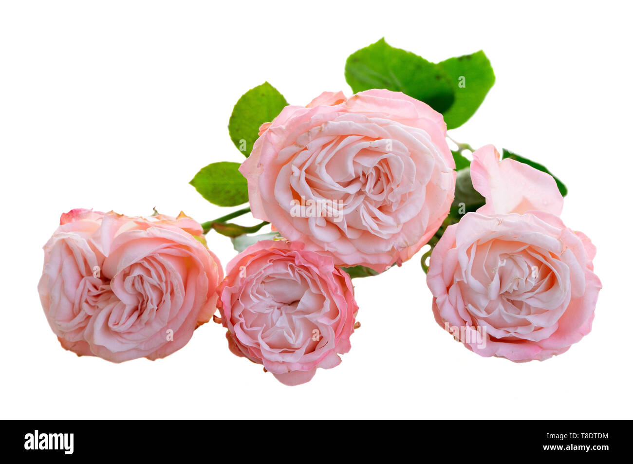 Bouquet of flowers, overhead view Cut Out Stock Images & Pictures - Alamy