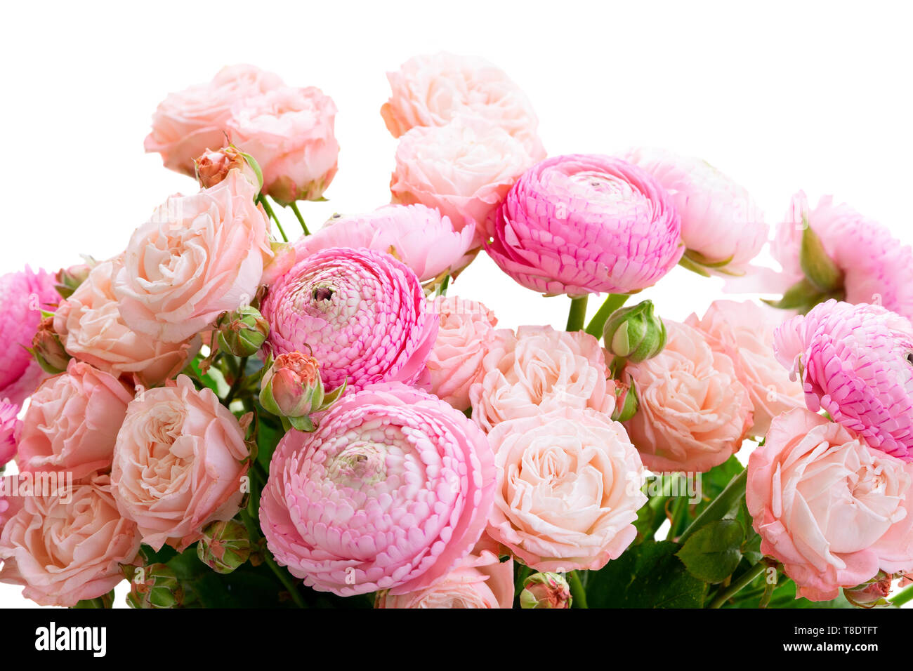 fresh rose flowers Stock Photo - Alamy
