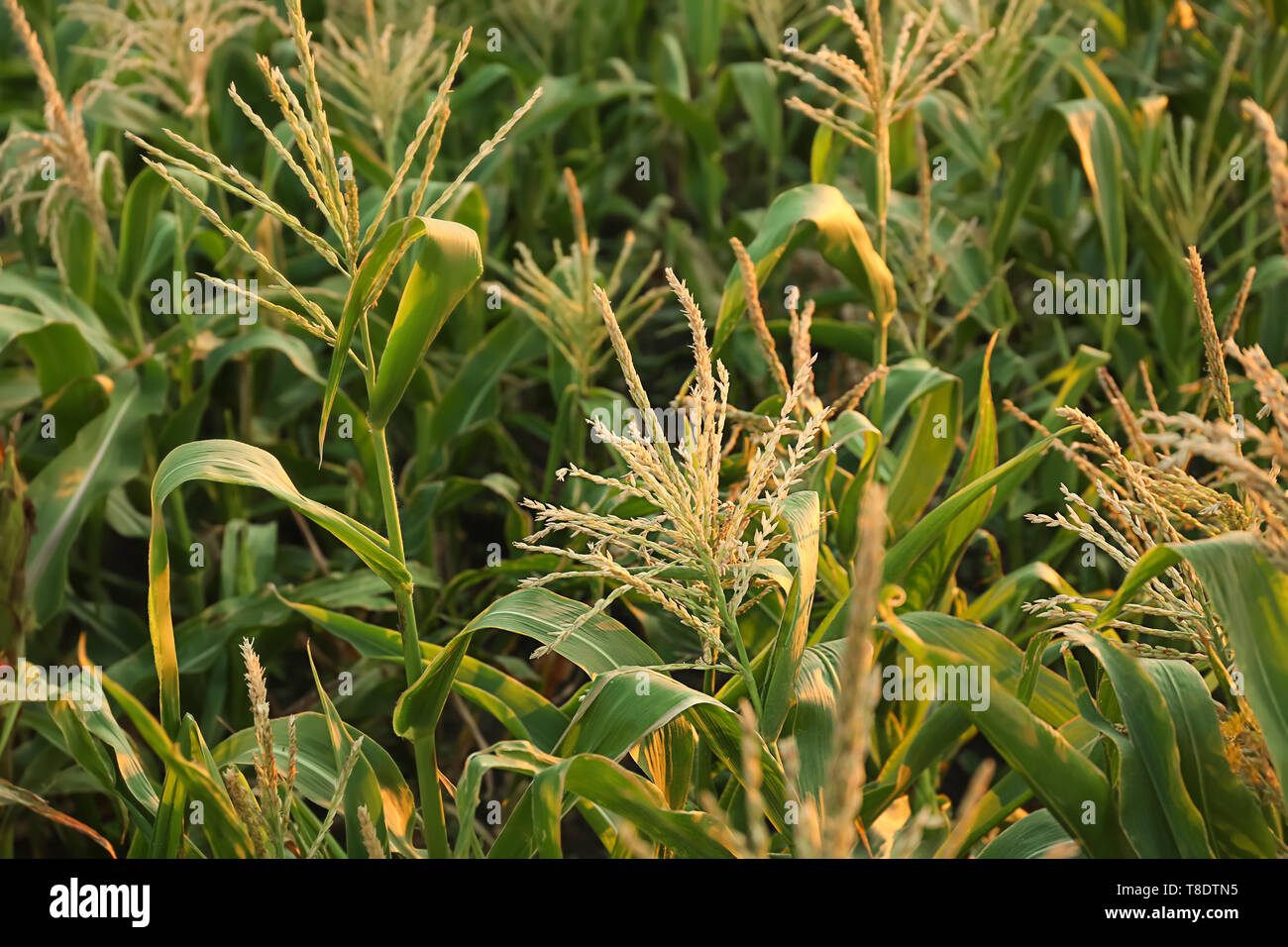 Corn growing in field Stock Photo - Alamy