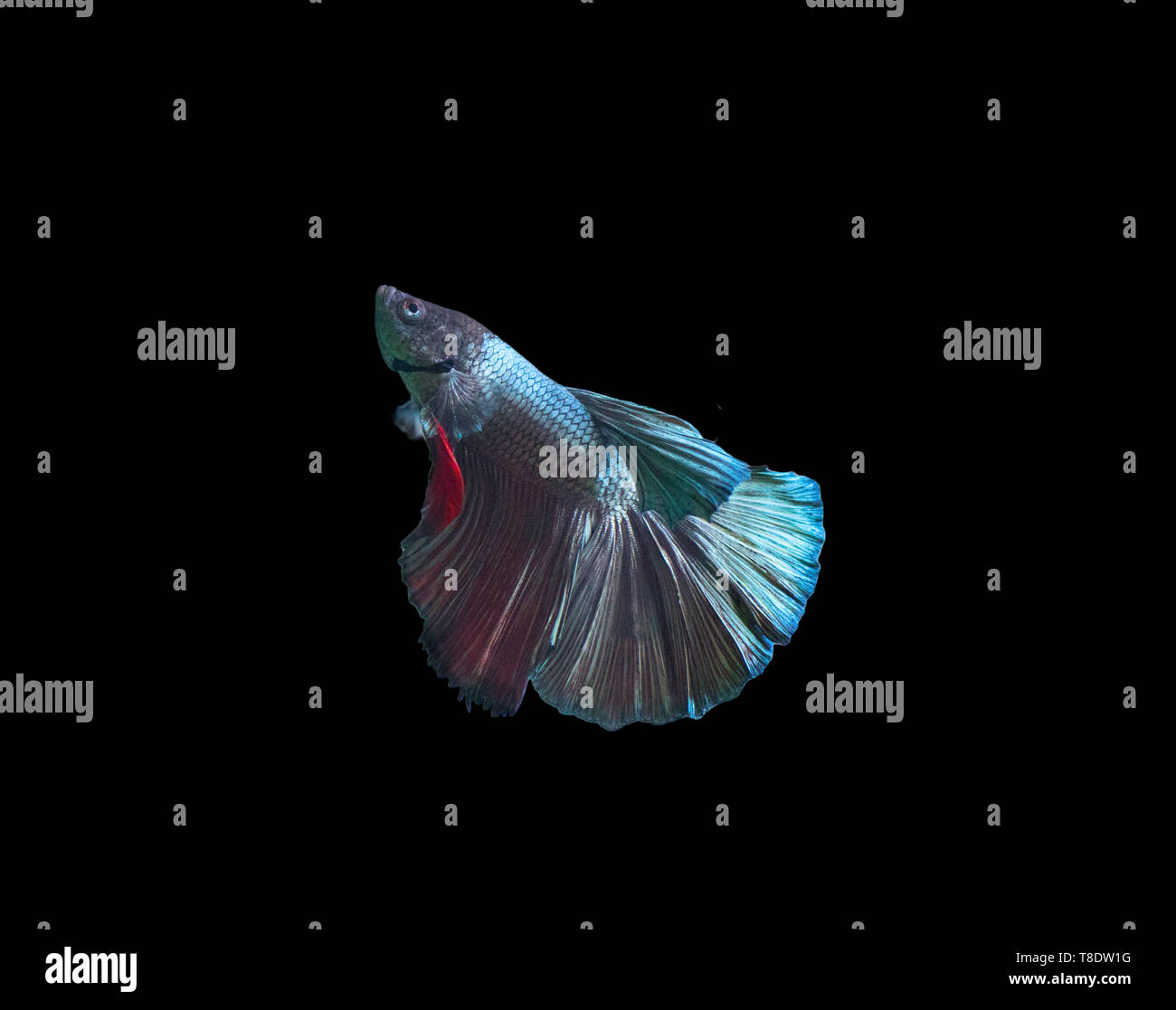 Beta Fish With Black Background Stock Photo - Alamy