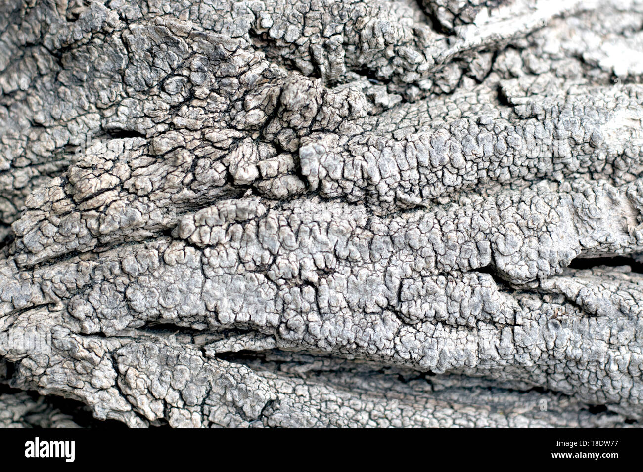 Black and White Tree Bark Texture Stock Photo - Alamy