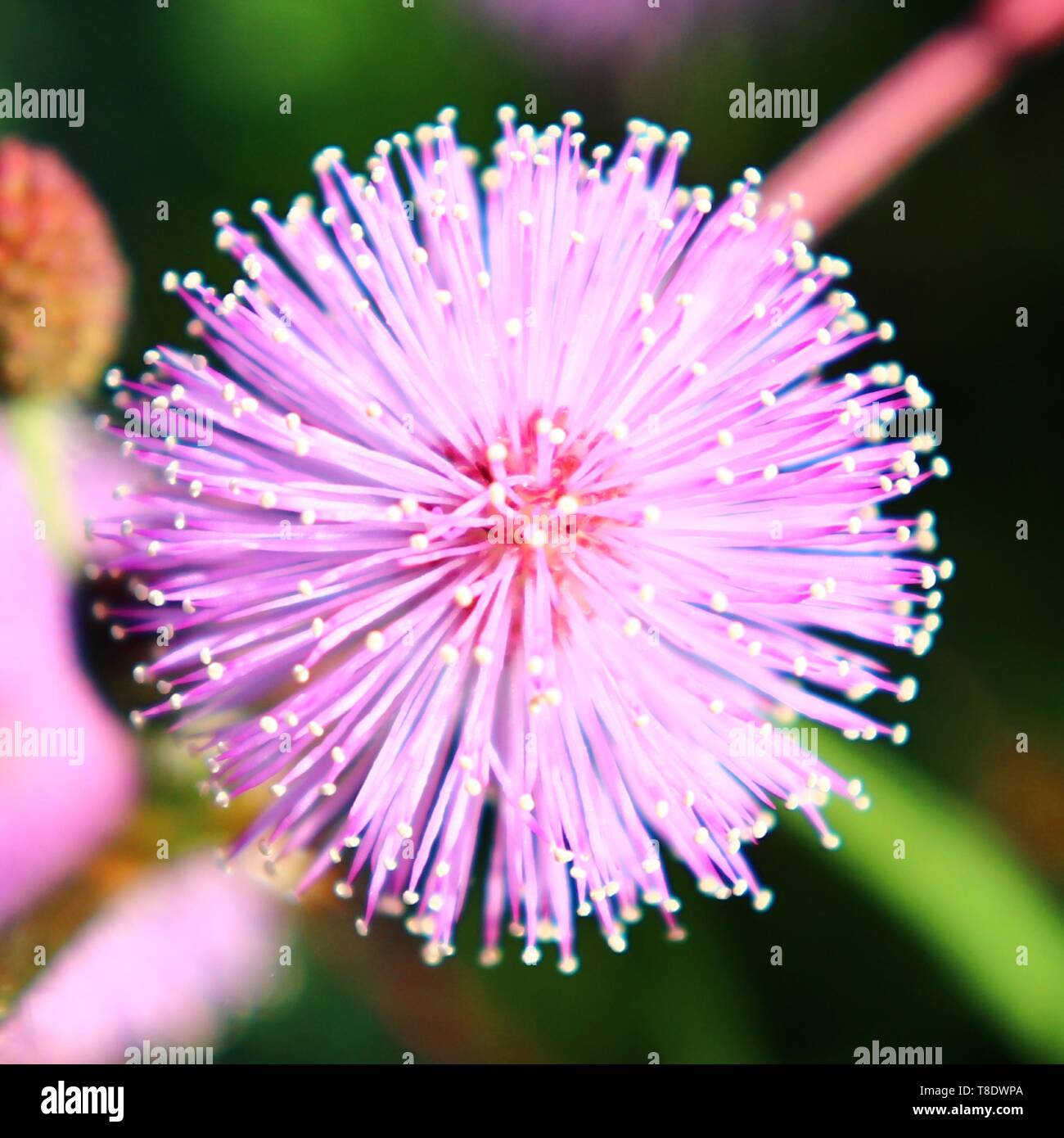 Leaf moustache hi-res stock photography and images - Alamy