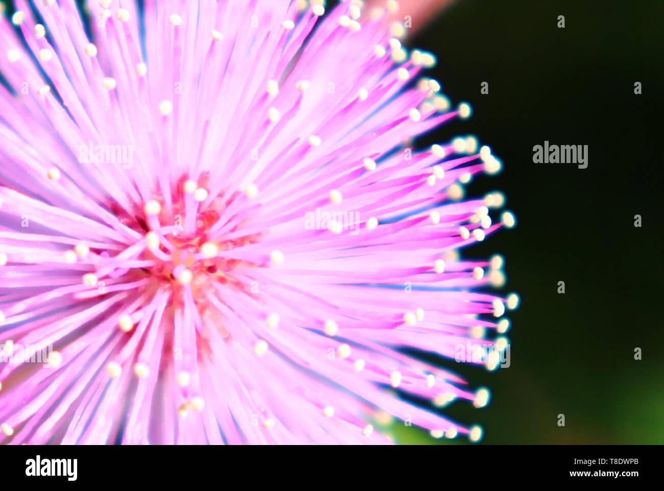 Leaf moustache hi-res stock photography and images - Alamy