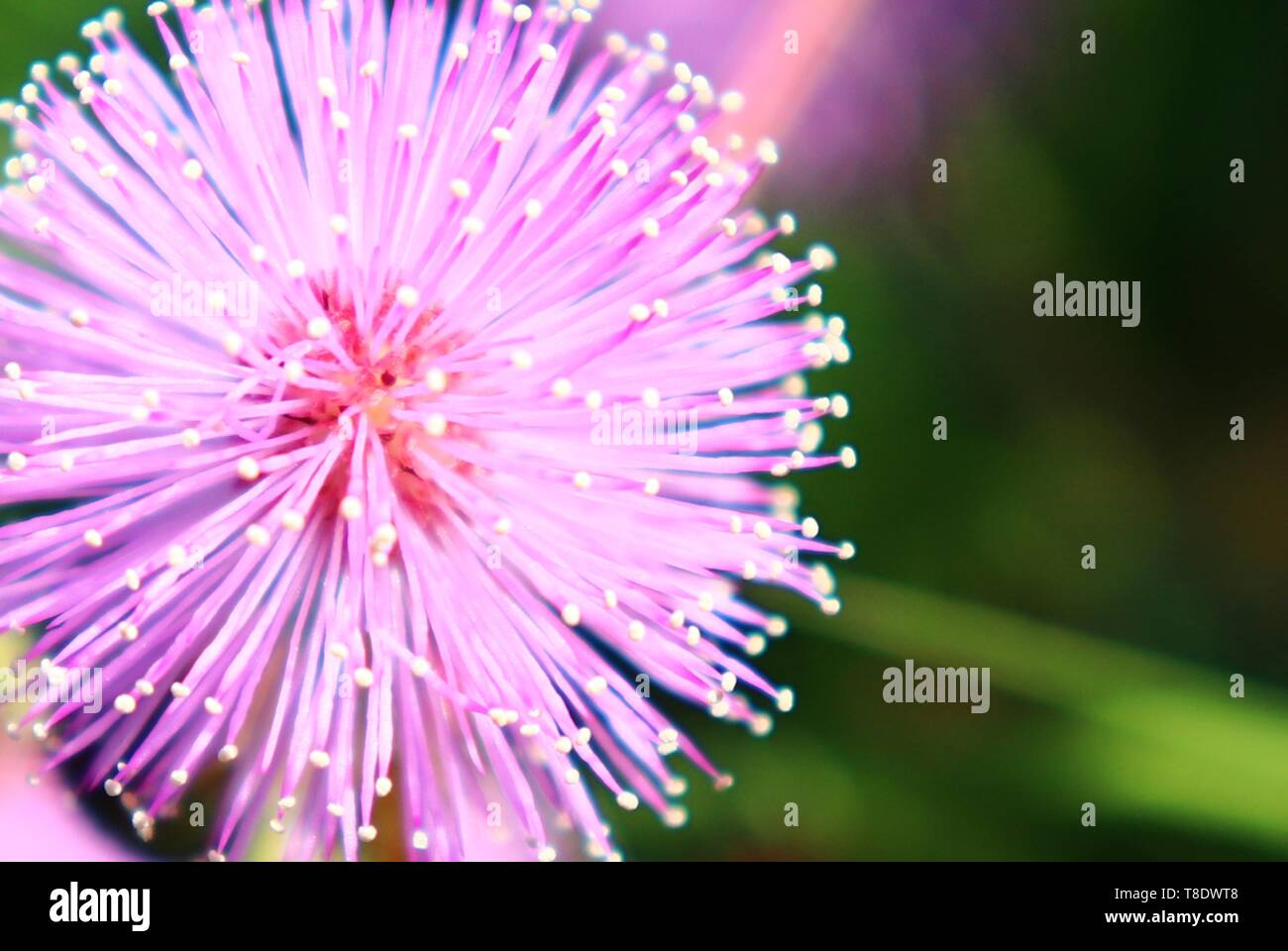 Leaf moustache hi-res stock photography and images - Alamy